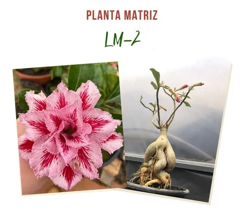 Rosa Do Deserto Matriz Lm-2 | Frete grátis Rosa Do Deserto Matriz Lm-2 | Frete grátis