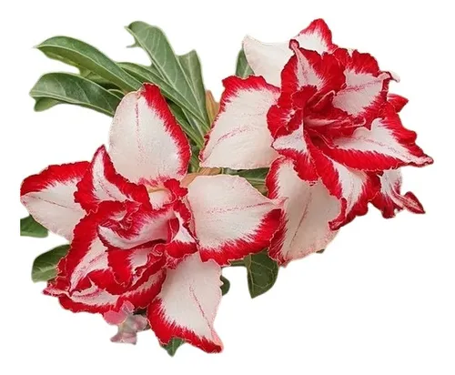 Muda Enxertada Rosa Do Deserto Adenium Ferrari | Parcelamento sem juros Muda Enxertada Rosa Do Deserto Adenium Ferrari | Parcelamento sem juros