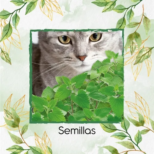 200 Semillas Orgánicas De Nepeta Cataria Para Maceta O Huert 200 Semillas Orgánicas De Nepeta Cataria Para Maceta O Huert