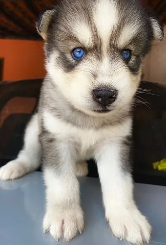 Husky Siberiano Puro Filhote Olhos Azuis Cachorro De Raça - Escorrega o ...