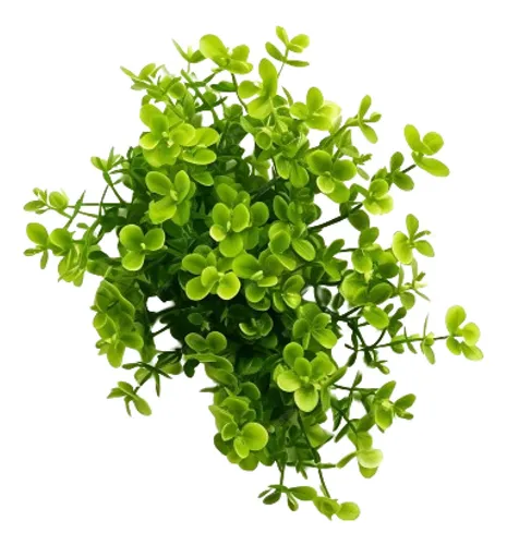 Planta Aquática Bacopa Aquario Lowtech - 20 Mudas | MercadoLivre Planta Aquática Bacopa Aquario Lowtech - 20 Mudas | MercadoLivre