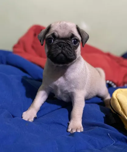 Cachorros Pug Color Negro Y Cervato en venta en San Salvador El Verde ... Cachorros Pug Color Negro Y Cervato en venta en San Salvador El Verde ...