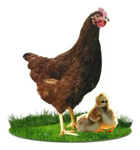 Pintinhos Embrapa 051 - Fêmeas Poederias. | Parcelamento sem juros Pintinhos Embrapa 051 - Fêmeas Poederias. | Parcelamento sem juros