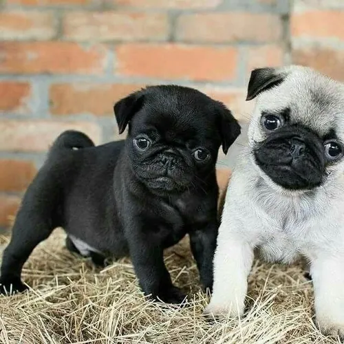 Cachorros Pug, Chatitos Y Chiquitos | Meses sin intereses Cachorros Pug, Chatitos Y Chiquitos | Meses sin intereses