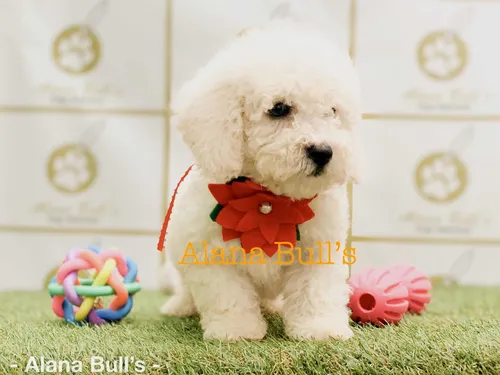 Poodle Mini Toy en venta en Lima Lima por sólo S/. 800.00 - OCompra.com ... Poodle Mini Toy en venta en Lima Lima por sólo S/. 800.00 - OCompra.com ...