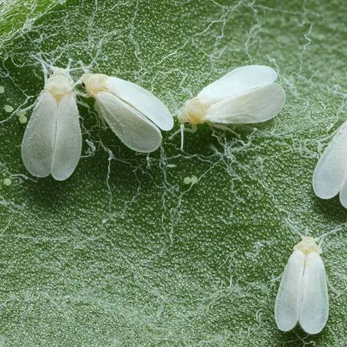 Mamboretá Confi Contra Mosca Blanca Pulgones Y Cochinillas En Venta En Capital Federal Capital