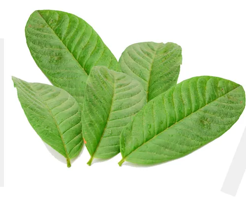 50 Gramos Hoja De Guayaba Fresca 100% Orgánica | Meses sin interés