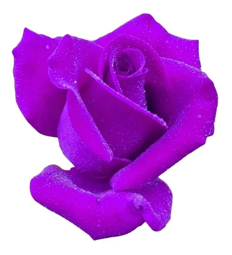 20 Sementes De Rosas Violeta Raras Pronta Entrega!! | MercadoLivre