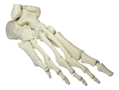Hueso Del Pie Humano Anatomía Maqueta Educativo En Venta En Por Sólo 300000 Ocompra