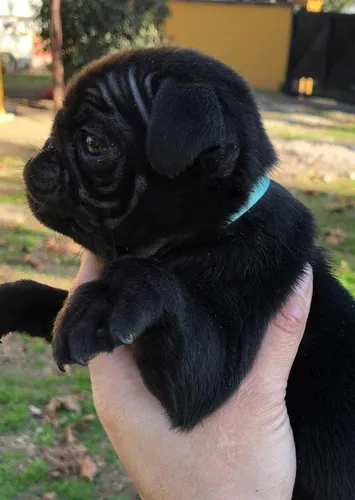 Pug Carlino Negros Reserva en venta en General San Martín Bs.As. G.B.A ... Pug Carlino Negros Reserva en venta en General San Martín Bs.As. G.B.A ...