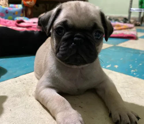 Cachorros Pug Color Negro Y Cervato en venta en San Salvador El Verde ... Cachorros Pug Color Negro Y Cervato en venta en San Salvador El Verde ...