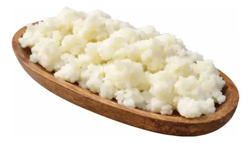 Búlgaros De Leche 20 Gr Kéfir Probióticos Con Instructivo | Meses sin ...