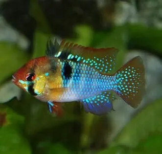 Ramirezi German Blue Peces Acuario | Meses sin intereses