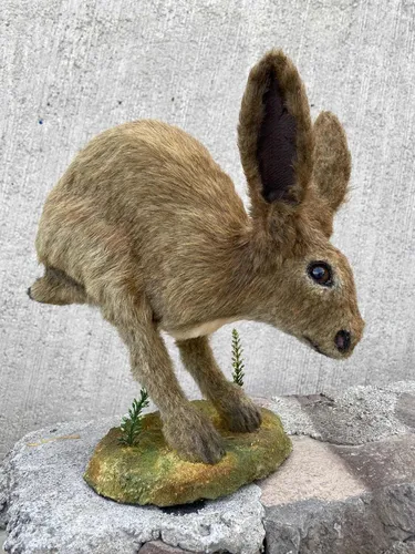 Animales Disecados 100% Liebre ( Haré ) | Envío gratis
