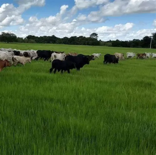 1 Kg De Semillas De Pasto Massai, Pasturas Tropicales | MercadoLibre 1 Kg De Semillas De Pasto Massai, Pasturas Tropicales | MercadoLibre