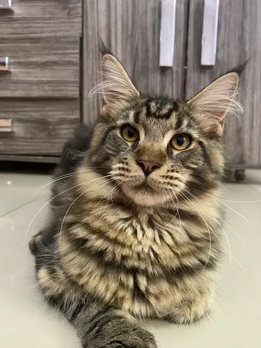 Filhotes Maine Coon Inteiros (gatil Saymon Cats) | Parcelamento sem juros