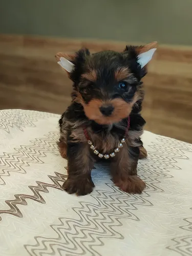 Yorkie Macho Medellín Cachorros Llanogrande Negro | Cuotas sin interés