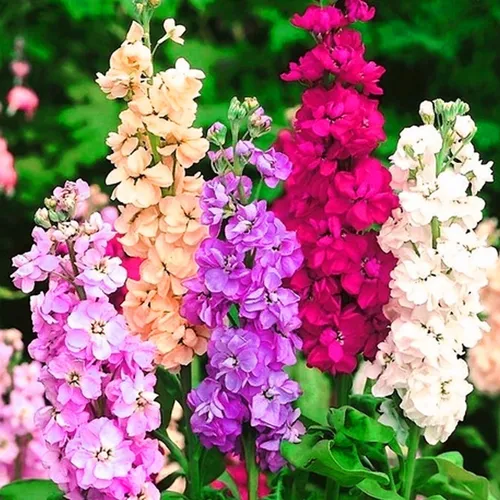 Semillas Flor De Aleli - Matthiola Incana 10 Gr + De 6000 | Envío gratis