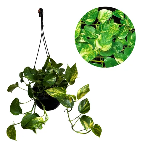Maravilhosa Muda De Jiboia Trepadeira Decore O Seu Ambiente | MercadoLivre Maravilhosa Muda De Jiboia Trepadeira Decore O Seu Ambiente | MercadoLivre