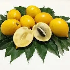 Mudas De Abil Ticuna Amarelo Enxertado --- Com 60 Cm | Parcelamento sem ...