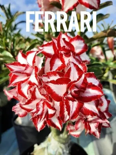 Muda Enxertada Rosa Do Deserto Adenium Ferrari Frete Gratis ... Muda Enxertada Rosa Do Deserto Adenium Ferrari Frete Gratis ...