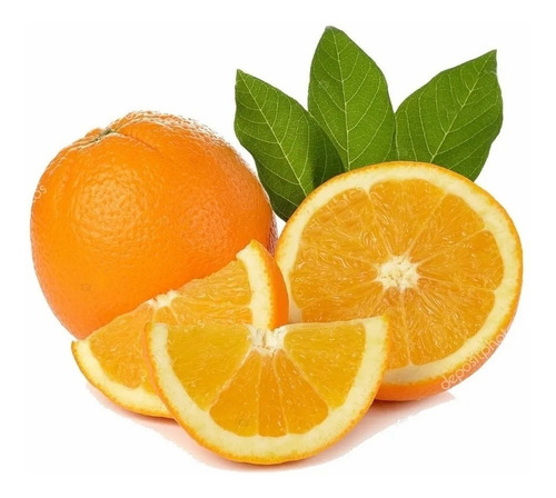 Muda De Laranja Seleta - Produzindo* Enxertada! | Parcelamento sem juros Muda De Laranja Seleta - Produzindo* Enxertada! | Parcelamento sem juros