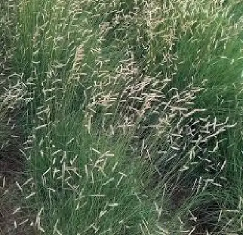 Semillas De Pasto Navajita Cecilia Bouteloua Gracilis 30 Kg | Envío gratis
