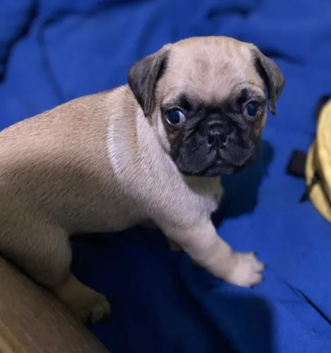Cachorros Pug Color Negro Y Cervato en venta en San Salvador El Verde ... Cachorros Pug Color Negro Y Cervato en venta en San Salvador El Verde ...