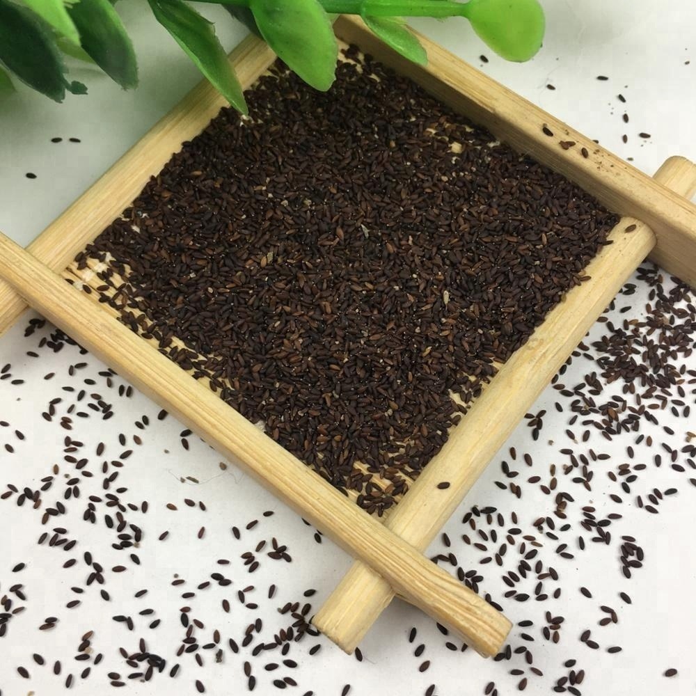 Semillas De Menta Seleccionadas Germinación Huerta Aromática Cuotas Sin Interés