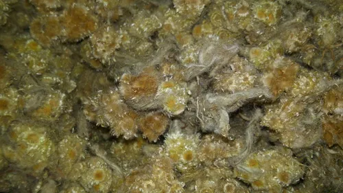 Te Gordolobo 250gr Planta Organica Seca en venta en Hermosillo Sonora ... Te Gordolobo 250gr Planta Organica Seca en venta en Hermosillo Sonora ...