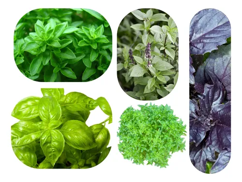 5 Variedades De Albahaca Surtidas Albahacas | Cuotas sin interés