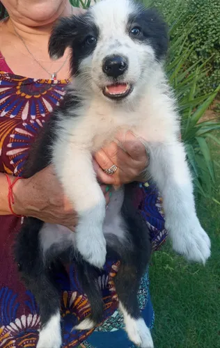 Cachorros Border Collie, Puros Sin Fca en venta en Esteban Echeverría ... Cachorros Border Collie, Puros Sin Fca en venta en Esteban Echeverría ...