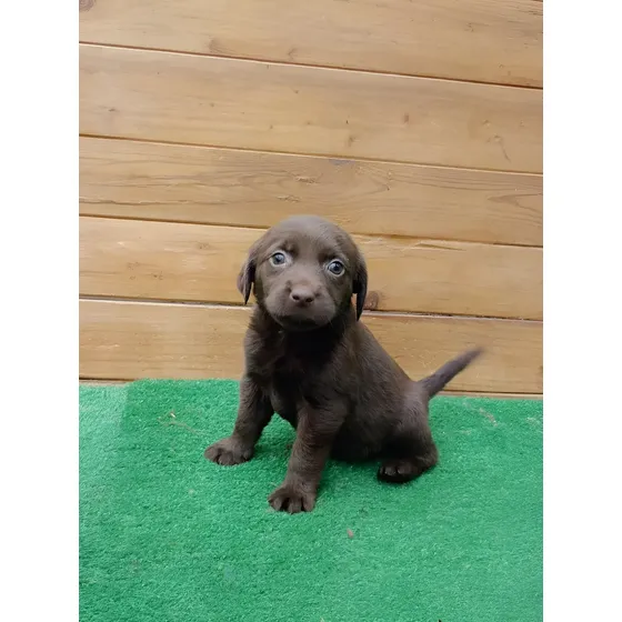 Labrador Chocolate | MercadoLibre 📦
