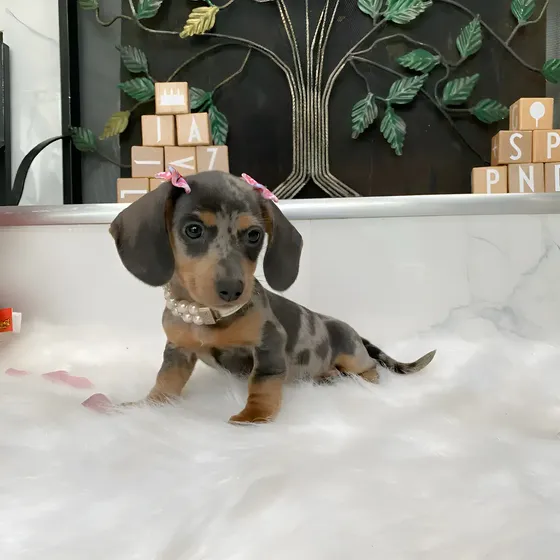 Perro Salchicha | MercadoLibre 📦