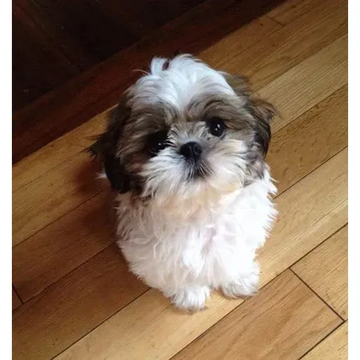 Shih Tzu En Venta En Leon Guanajuato | MercadoLibre