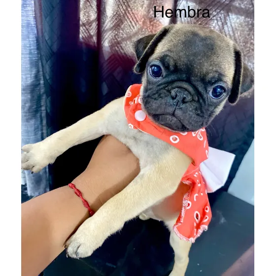 Perros Pug Barranquilla | Mercado Libre