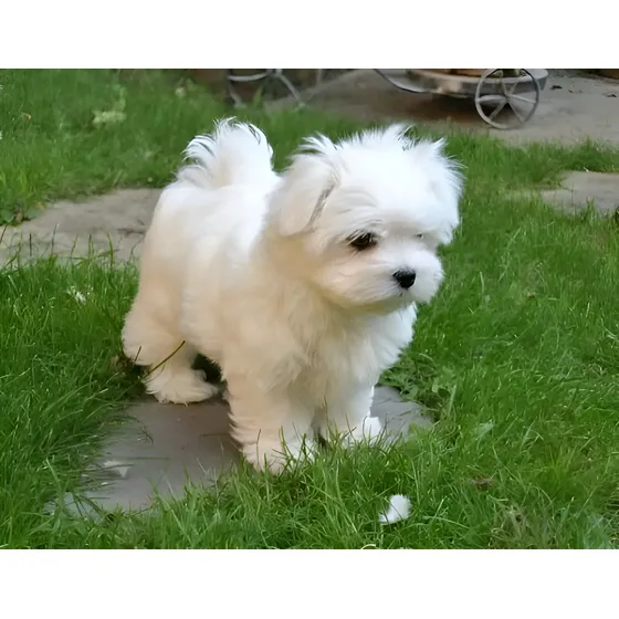 Cachorros Bichon Maltes | MercadoLibre