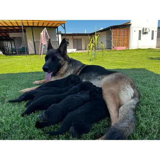 Venta De Pastor Aleman | MercadoLibre 📦