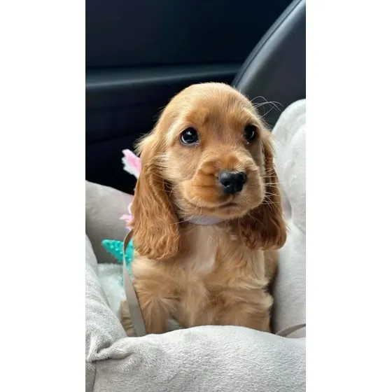 Cachorros Cockers | MercadoLibre 📦