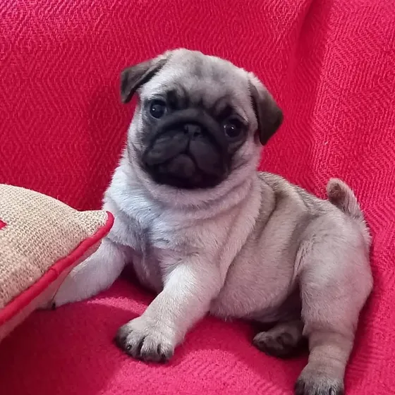 Cachorros Pug | MercadoLibre
