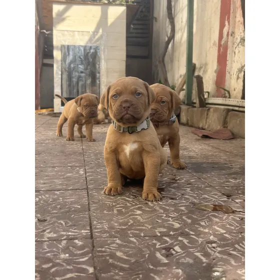 Cachorros Dogo Burdeos | MercadoLibre 📦