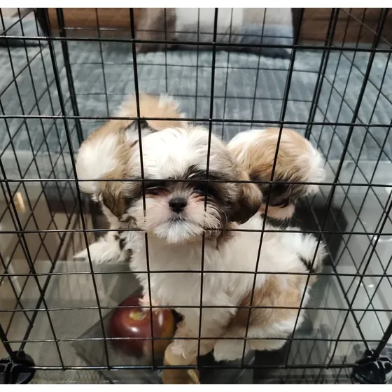 Shih Tzu En Venta En Leon Guanajuato | MercadoLibre