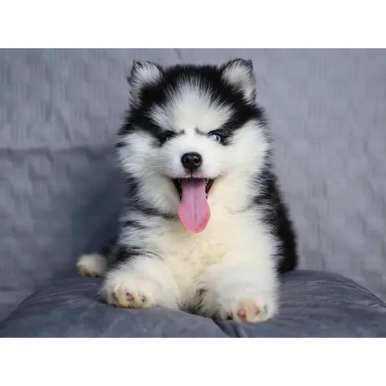 Cachorros Husky | MercadoLibre