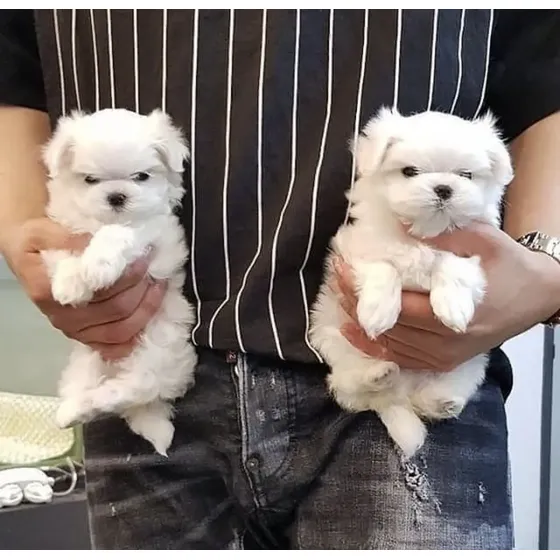 Cachorros Bichon Maltes | MercadoLibre