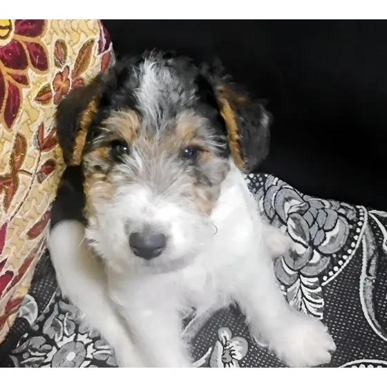 Fox Terrier Chileno | MercadoLibre 📦