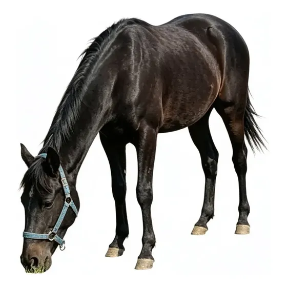 Caballos Y Potros En Venta Baratos | MercadoLibre