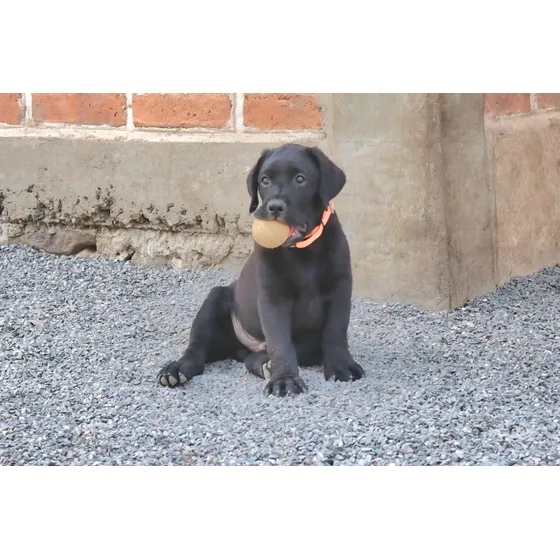Labrador | MercadoLibre