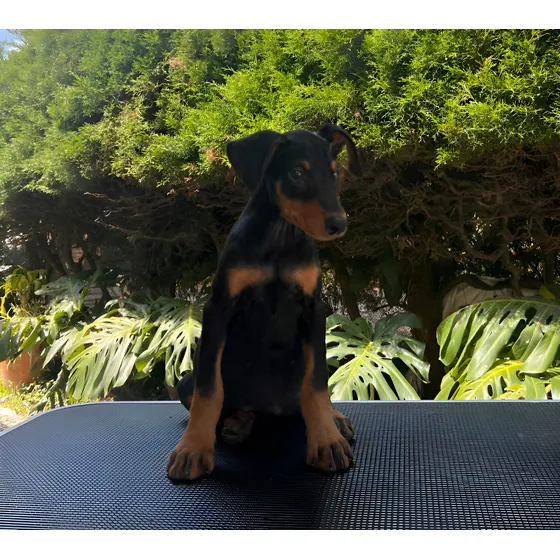 Perro En Venta Medellin | MercadoLibre 📦