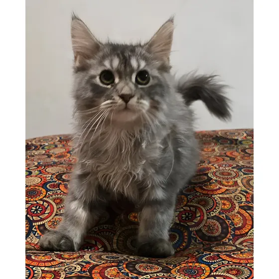 Maine Coon | MercadoLibre