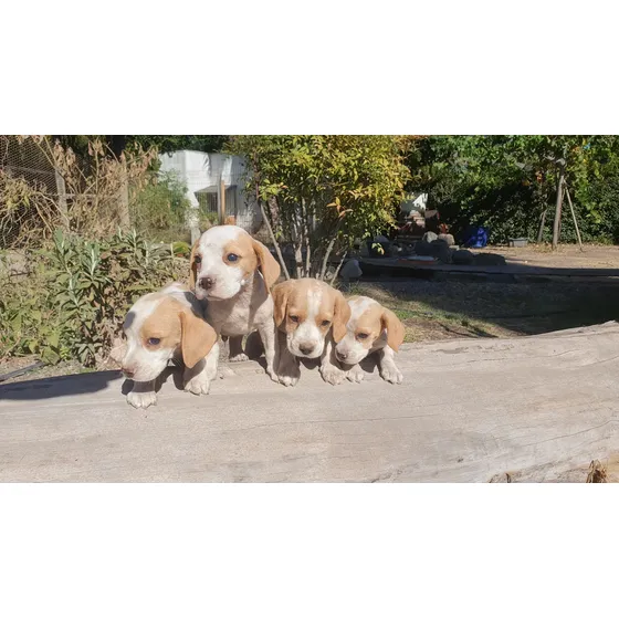 Venta Cachorros Beagle Santiago | MercadoLibre 📦